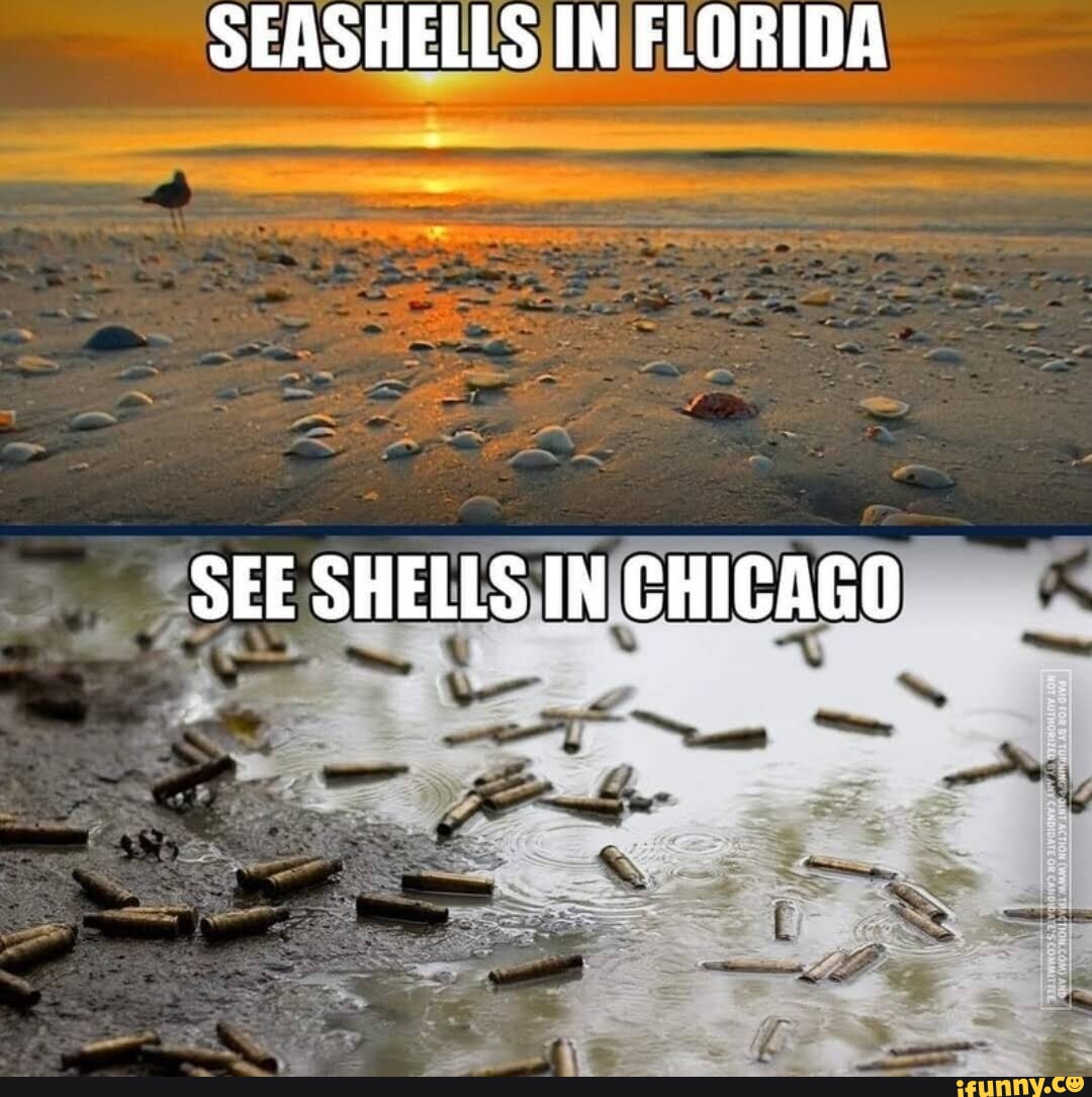 SEASHELLS IN FLORIDA SEE SHELLS IN CHICAGO - iFunny