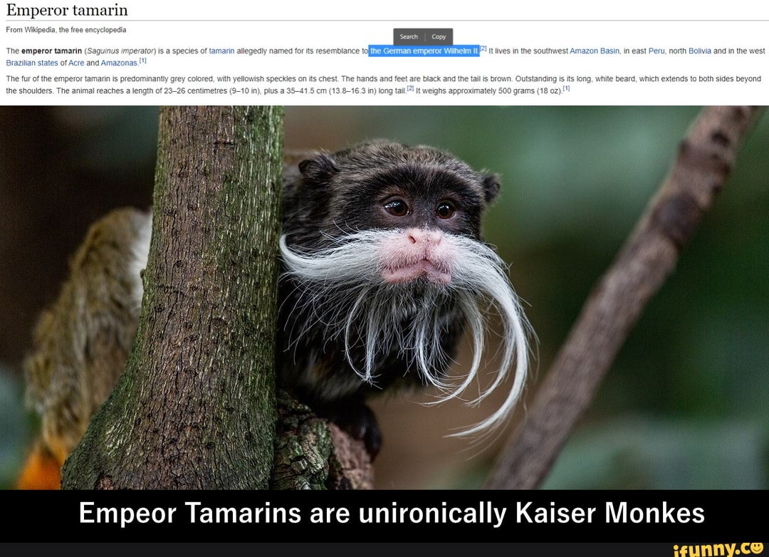 Emperor tamarin tamarin animal The emperor tamarin (Seguinus intperatoy ...