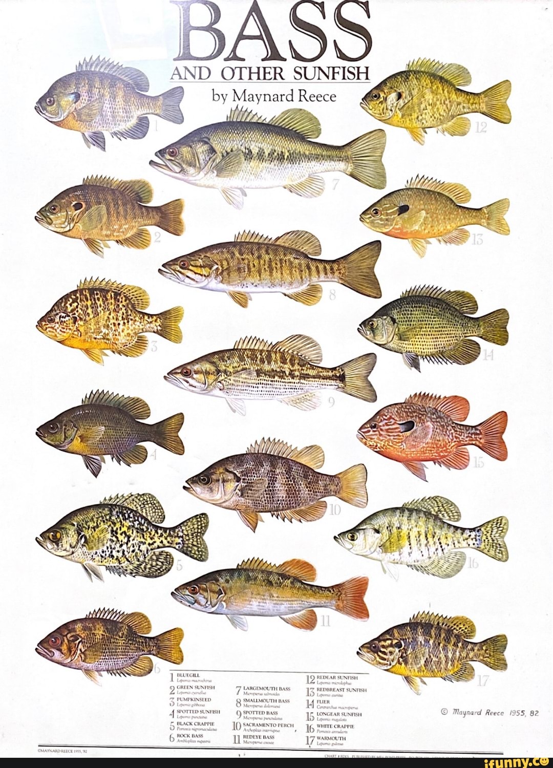 BASS AND OTHER SUNFISH by Maynard Reece - iFunny