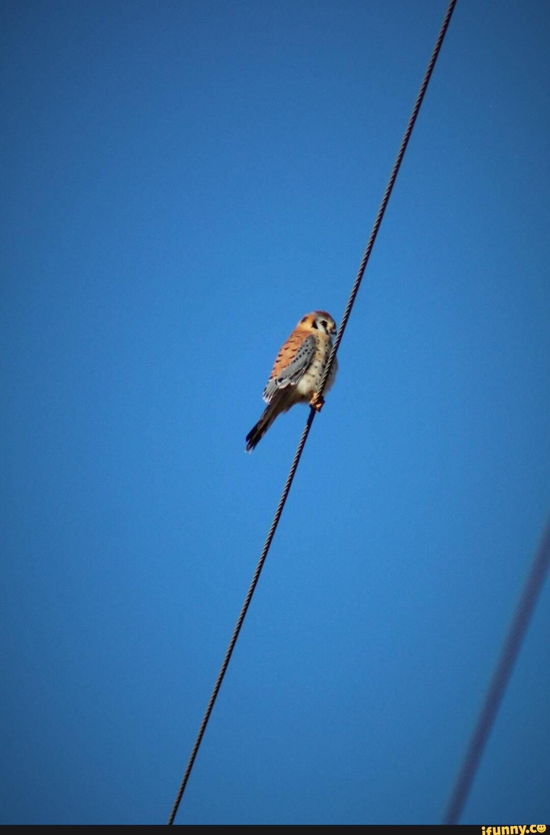 Super dumb adorable sparrow hawk - iFunny