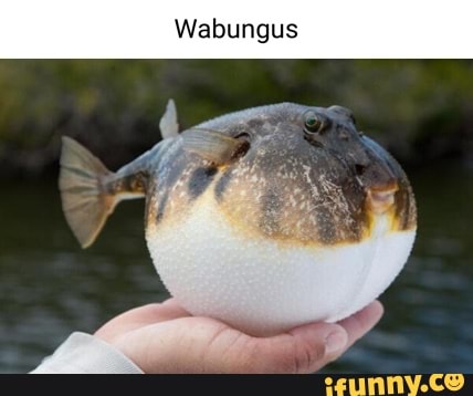 Wabungus memes. Best Collection of funny Wabungus pictures on iFunny