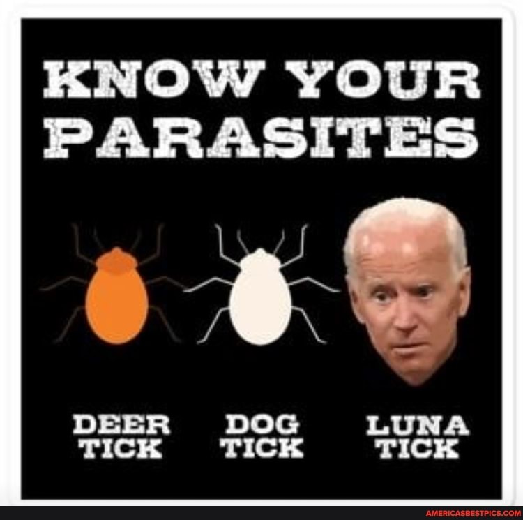 KNOW YOUR PARASITES DEER DOG LUNA TICK TICK TICK - America’s best pics ...