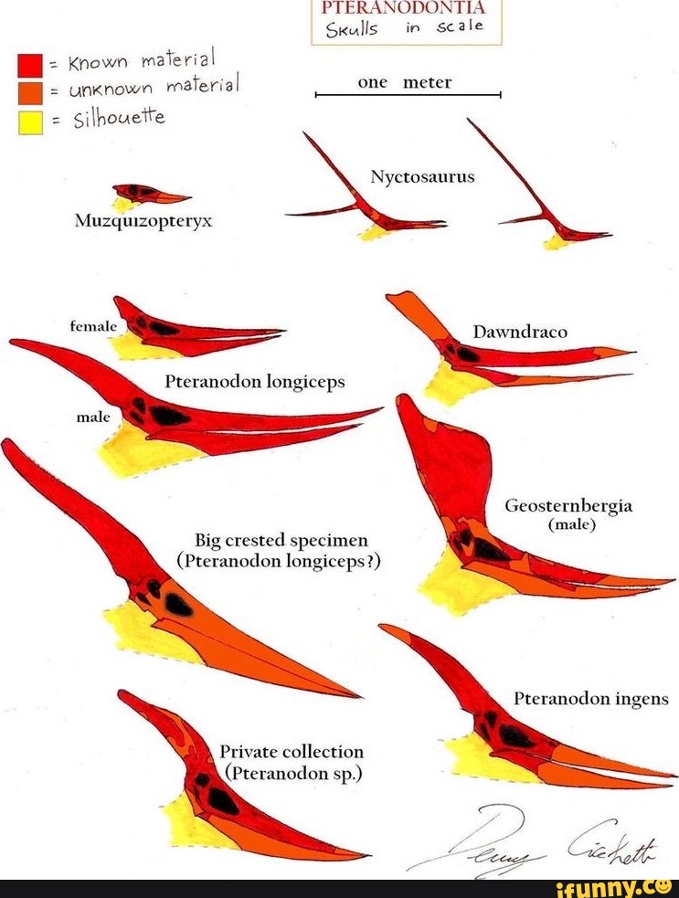 PTERANODONTIA Skulls in scale Known material = unknown material ...