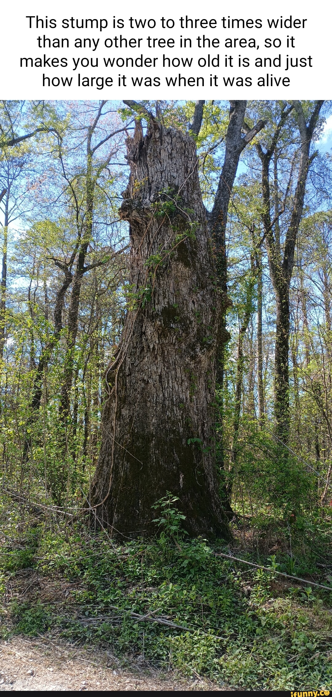This stump is two to three times wider than any other tree in the area ...