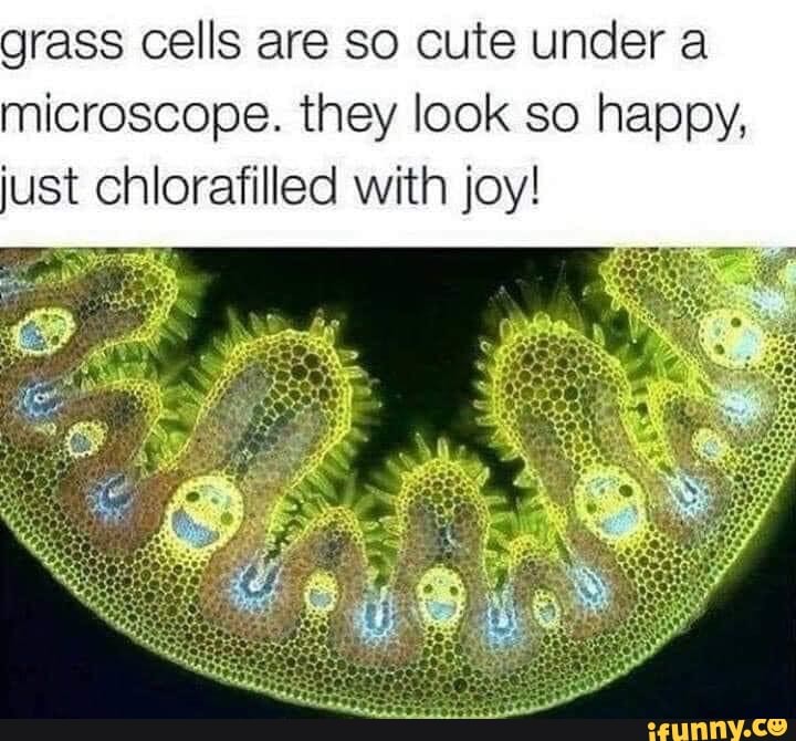 Grass cells are so cute under a microscope. they look so happy, just ...
