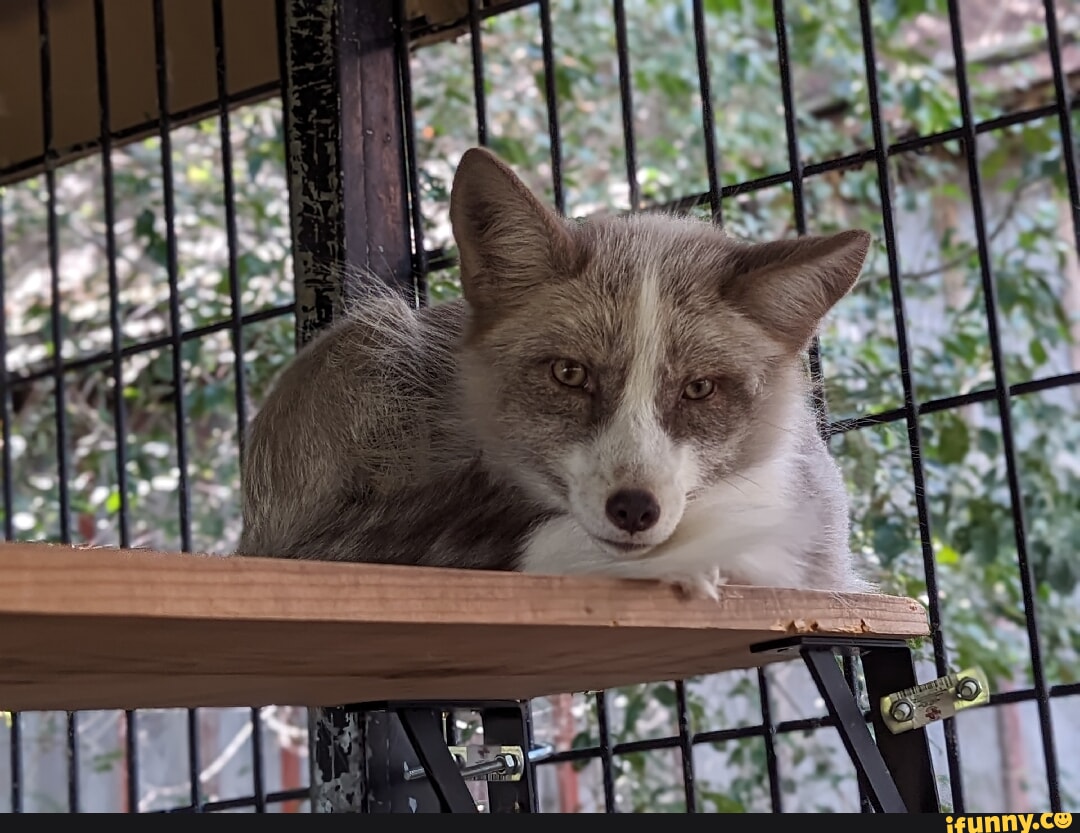 Tfm_opal memes. Best Collection of funny Tfm_opal pictures on iFunny