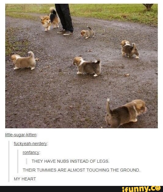 Nubs memes. Best Collection of funny Nubs pictures on iFunny