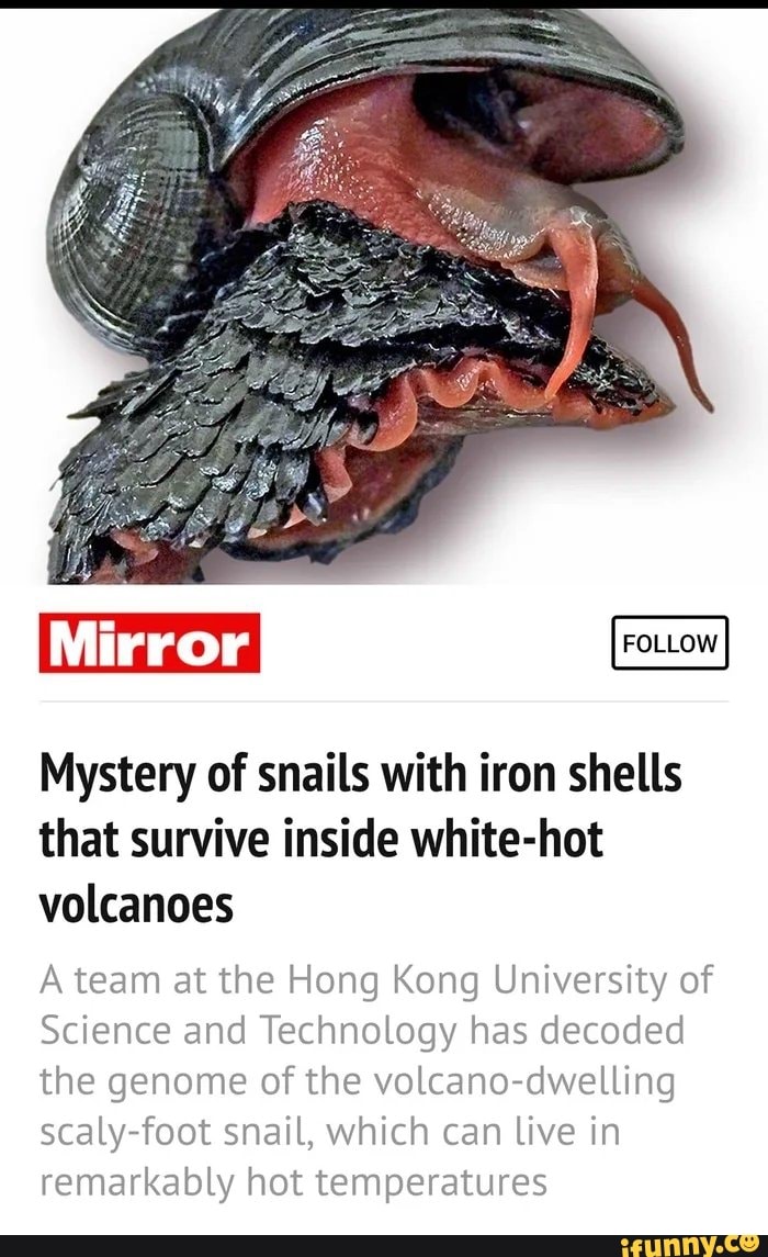 Mystery of snails with iron shells that survive inside white-hot ...