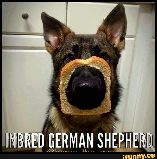 Are German Shepherds Inbred