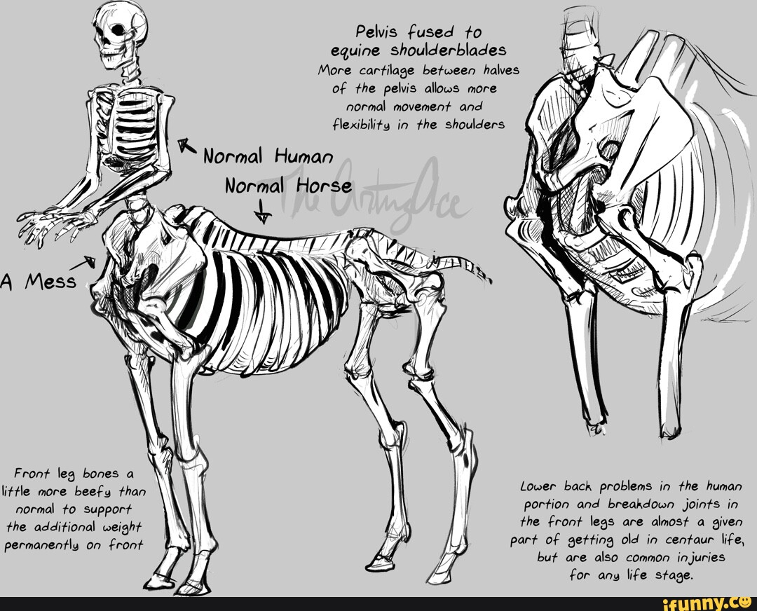Pelvis fused to equine shoulderblades More cartilage between halves of ...