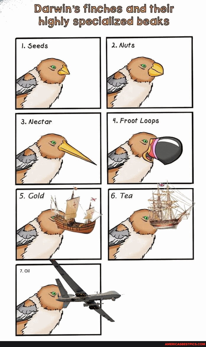 Darwin's finches and their highly specialized beaks Seeds Loops ...