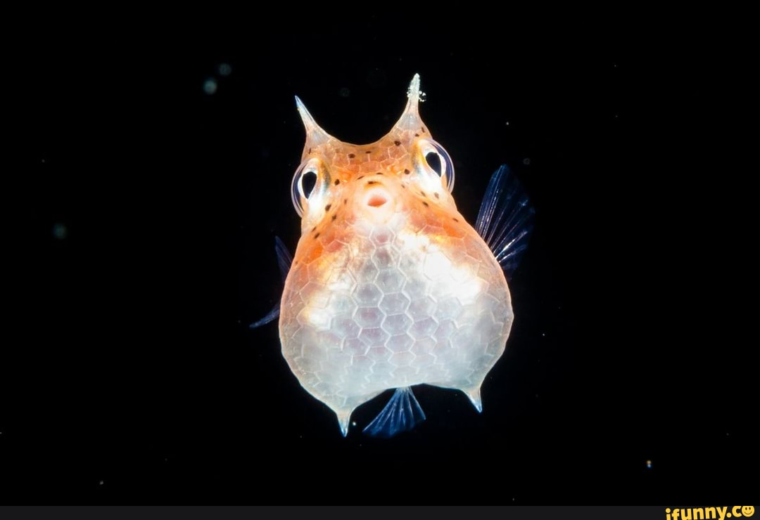 Cowfish memes. Best Collection of funny Cowfish pictures on iFunny