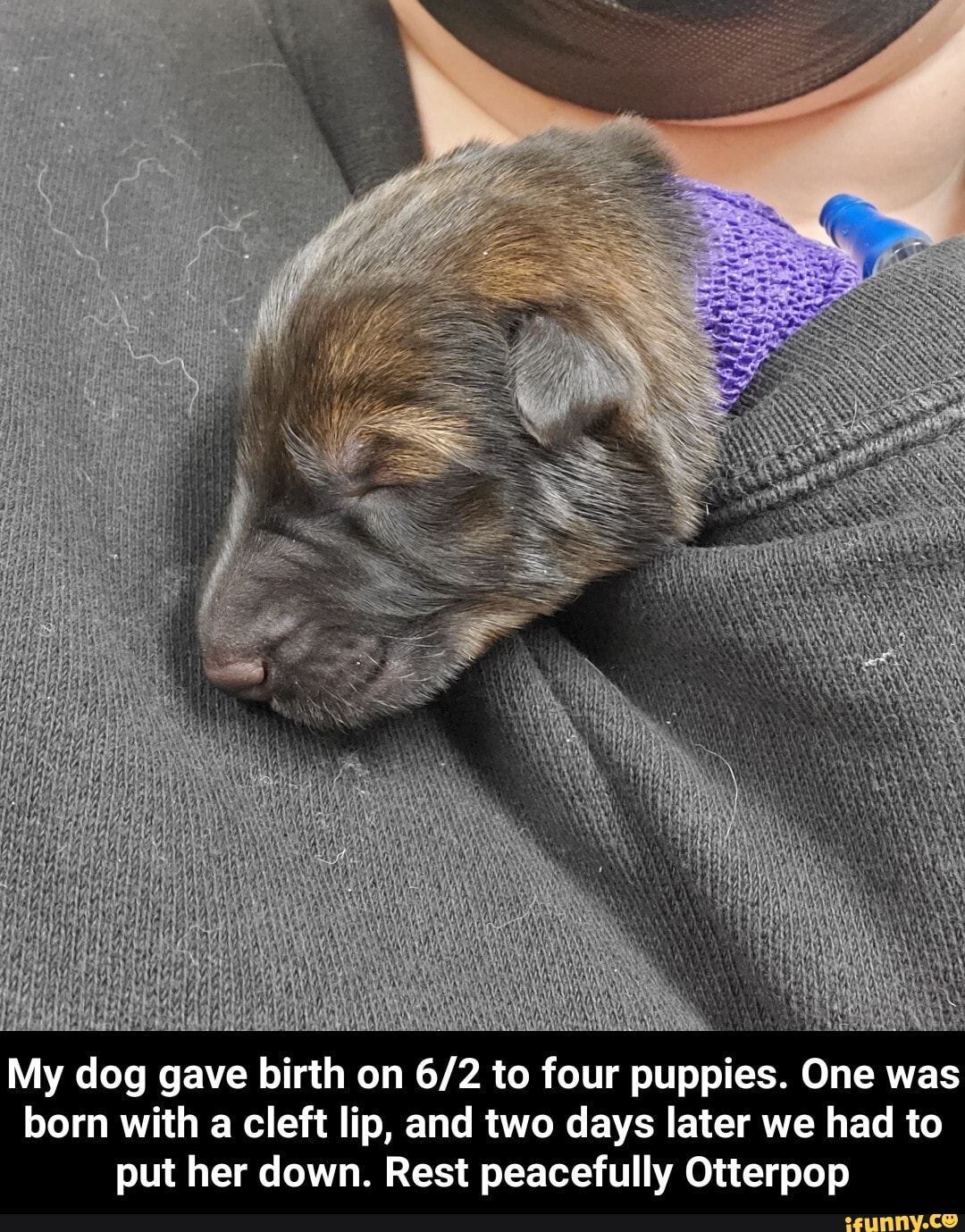 Cleft memes. Best Collection of funny Cleft pictures on iFunny