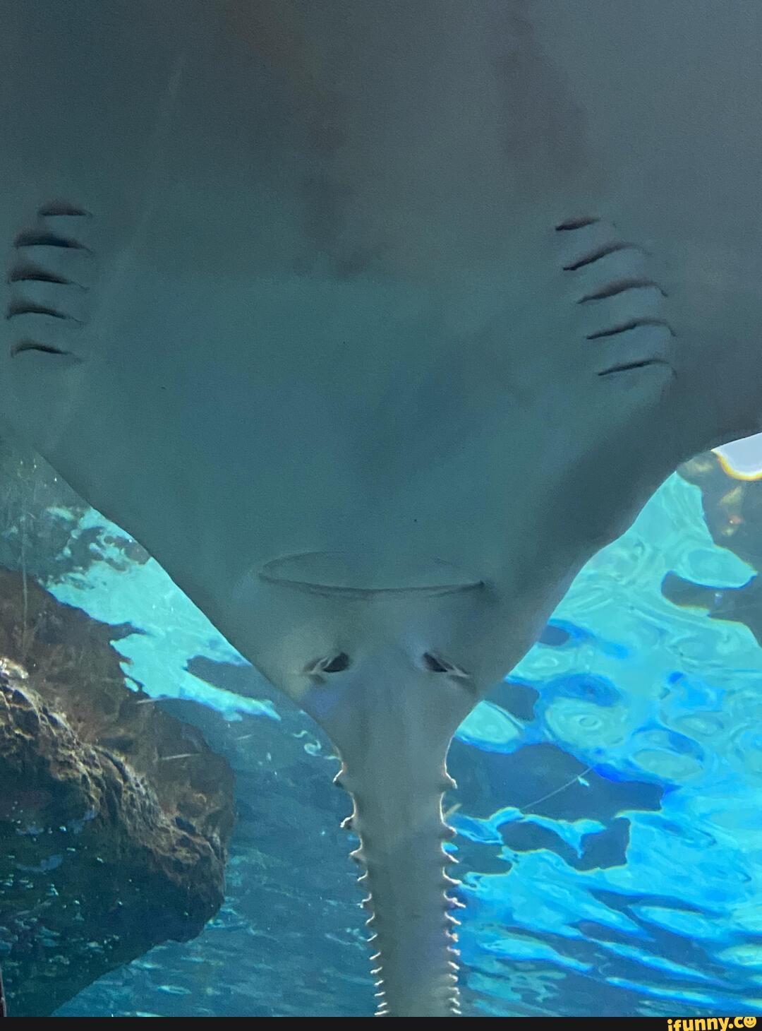 Sawfish memes. Best Collection of funny Sawfish pictures on iFunny