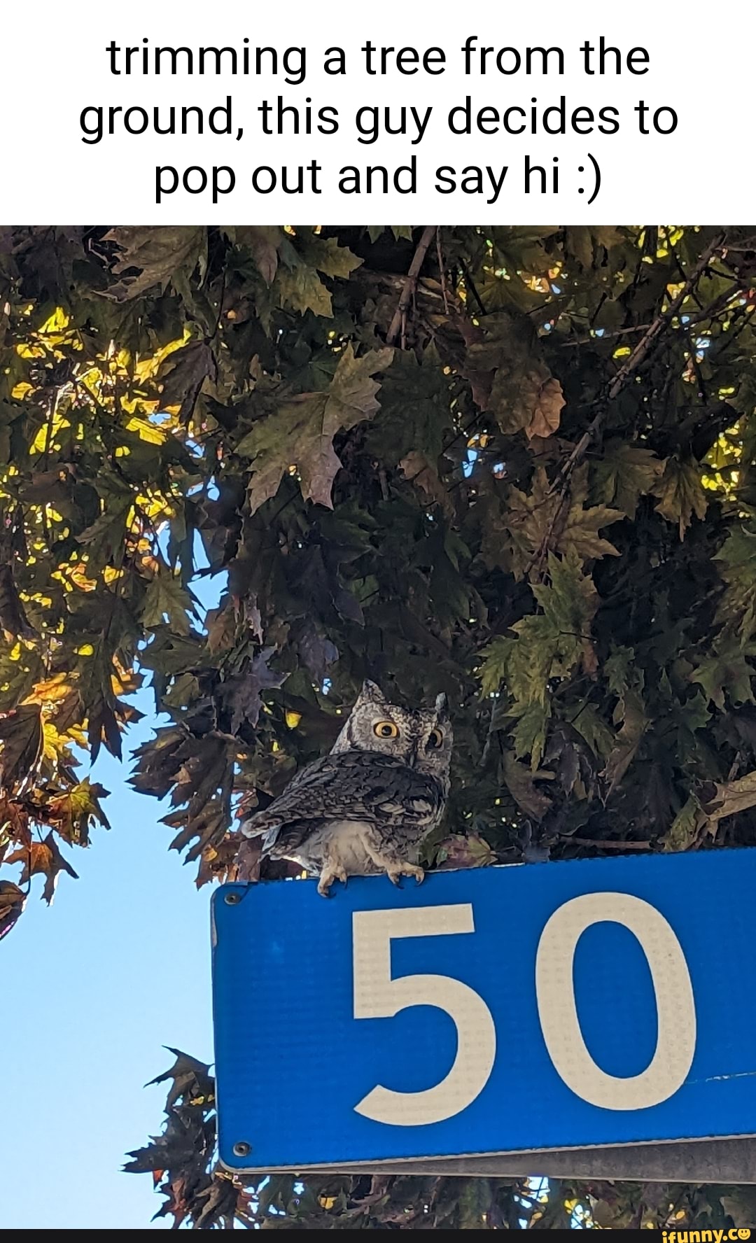 Trimming a tree from the ground, this guy decides to pop out and say hi ...