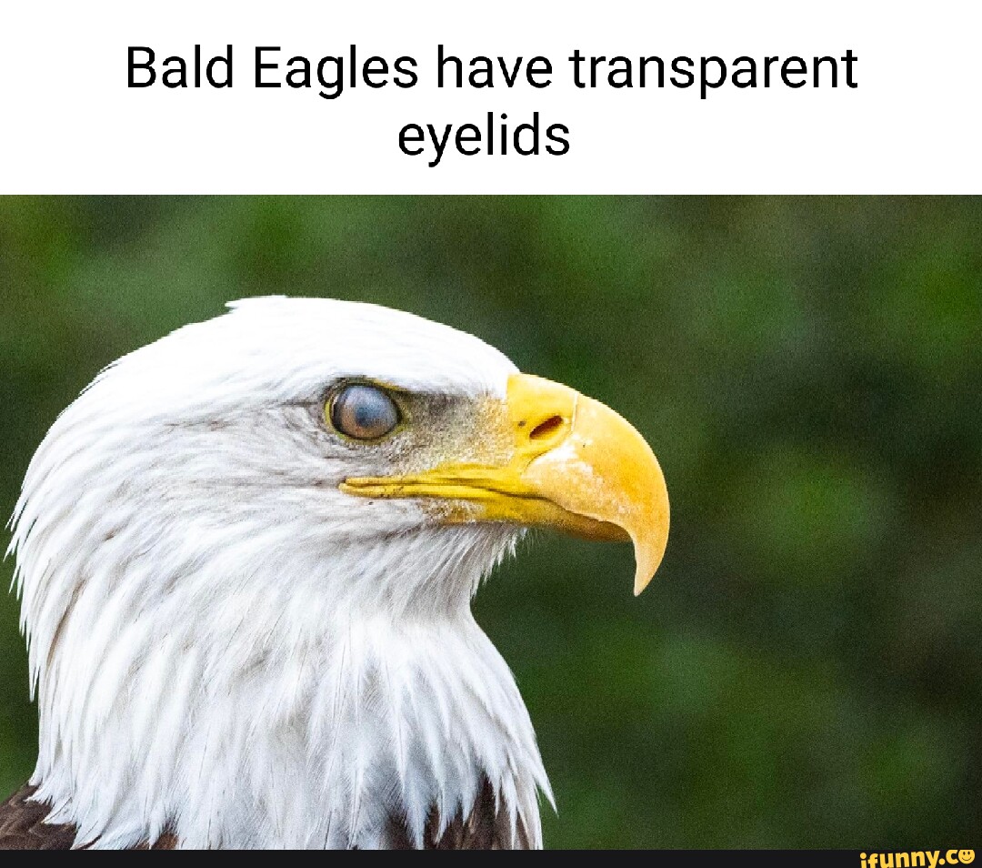 Bald Eagles have transparent eyelids - iFunny