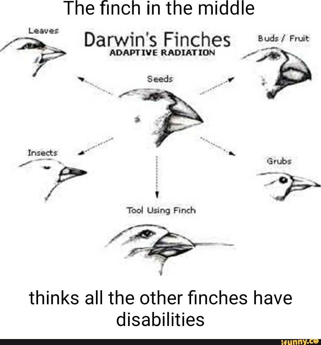 Finch memes. Best Collection of funny Finch pictures on iFunny