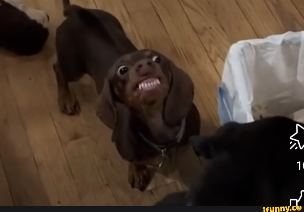 Teefs memes. Best Collection of funny Teefs pictures on iFunny