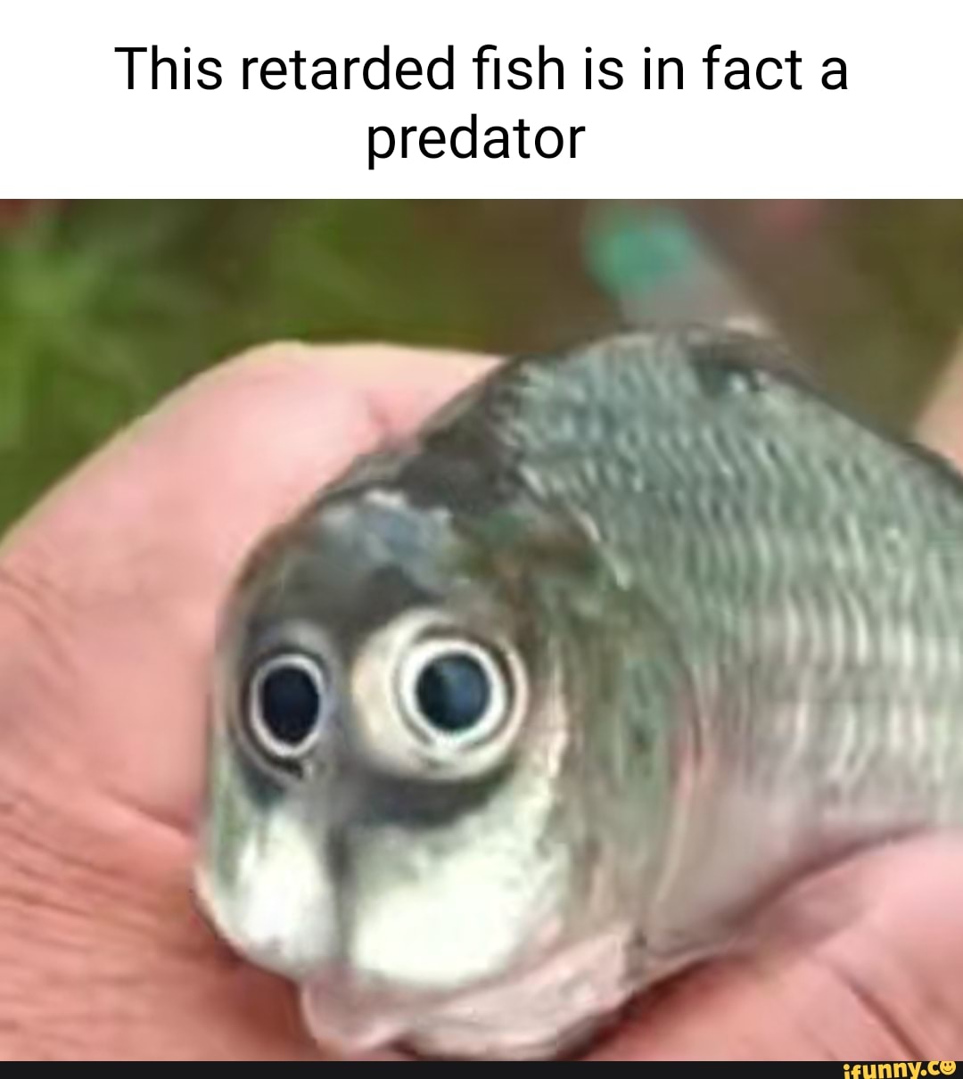 This retarded fish is in fact a predator - iFunny