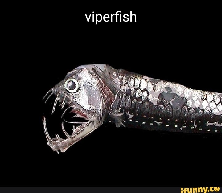 Viperfish memes. Best Collection of funny Viperfish pictures on iFunny