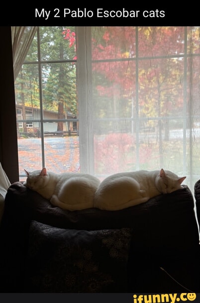 My 2 Pablo Escobar cats - iFunny
