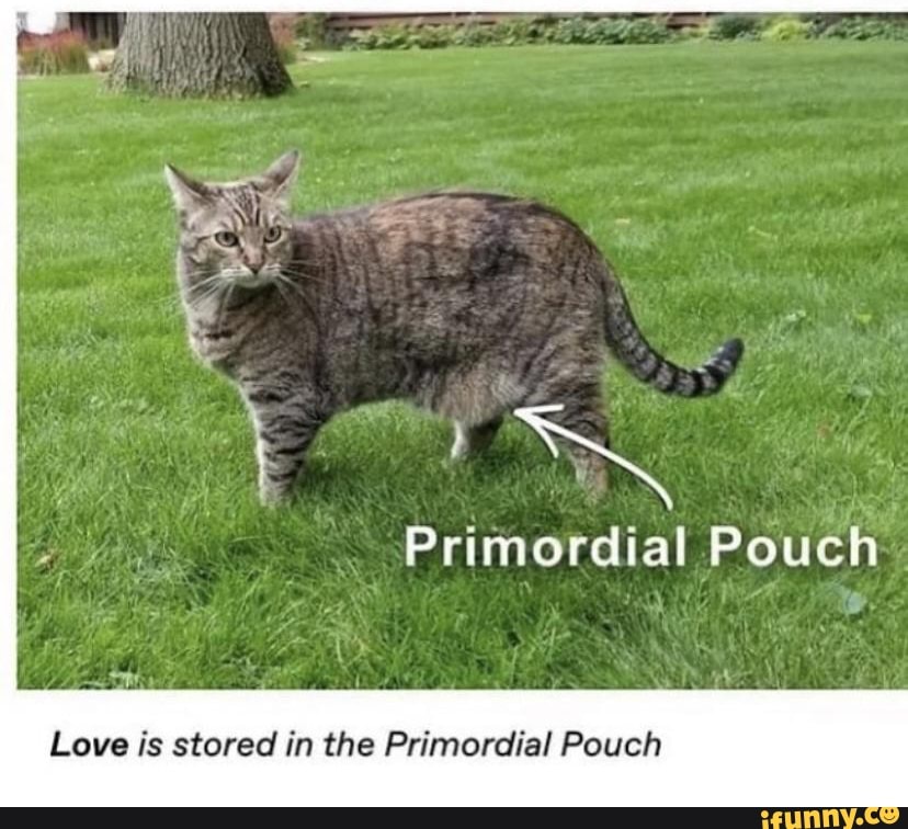 Primordial Pouch Love is stored in the Primordial Pouch - iFunny