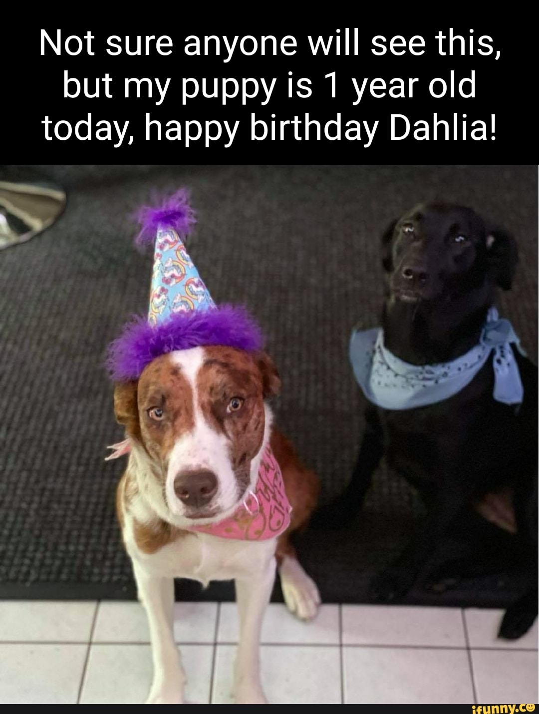 Birthday Puppy Meme