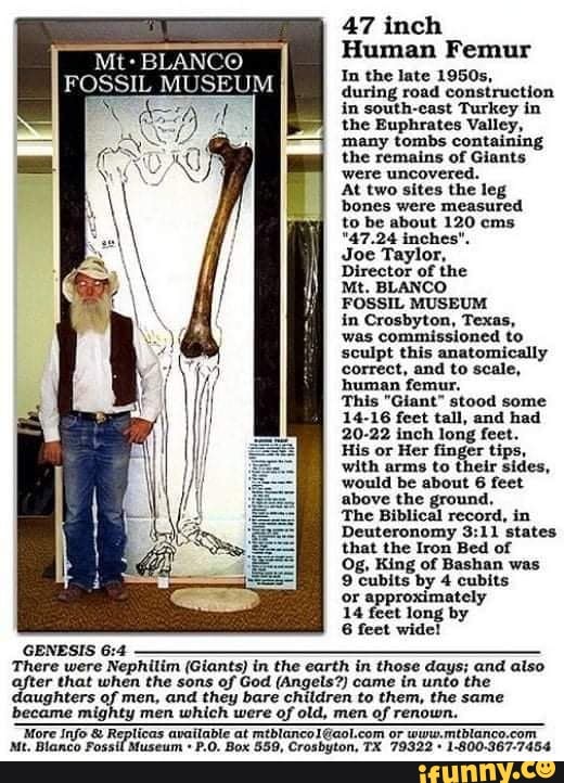 47 inch Human Femur FOSSIL Mt: MUSEUM during the road late construction ...