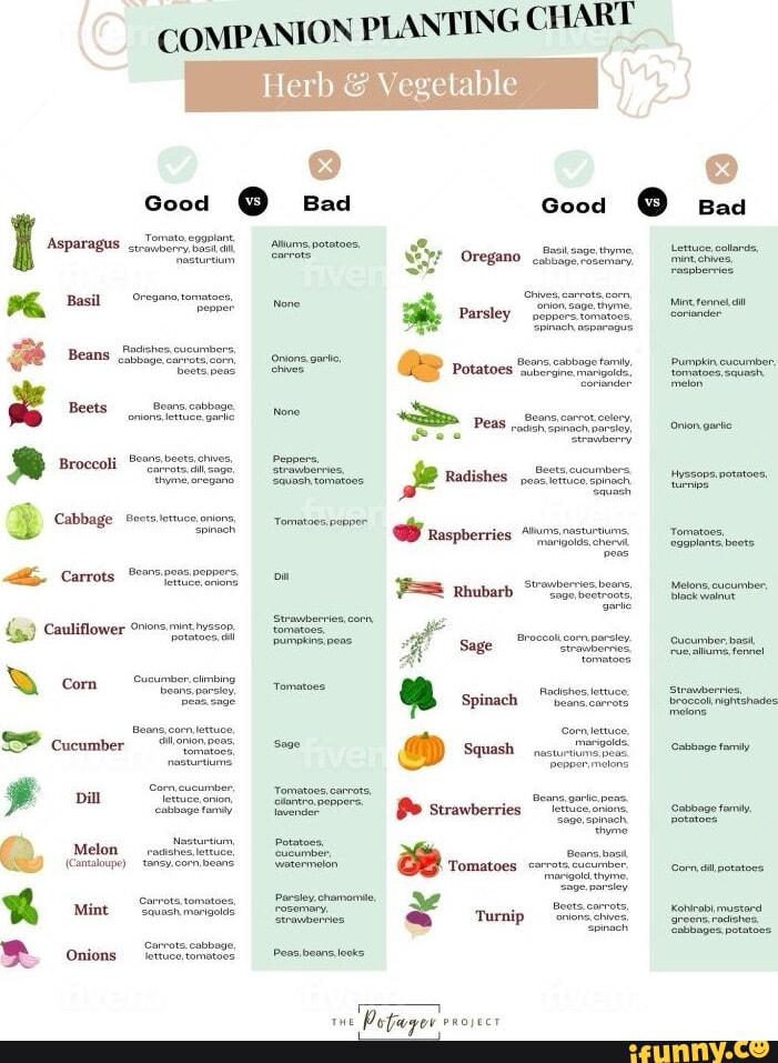 COMPANION PLANTING CHART Herb Vegetable Good @ Bad Asparagus li PE ...