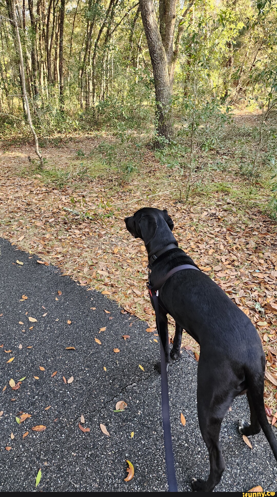 Picture memes 950hbCCEA by bababooey0 - iFunny