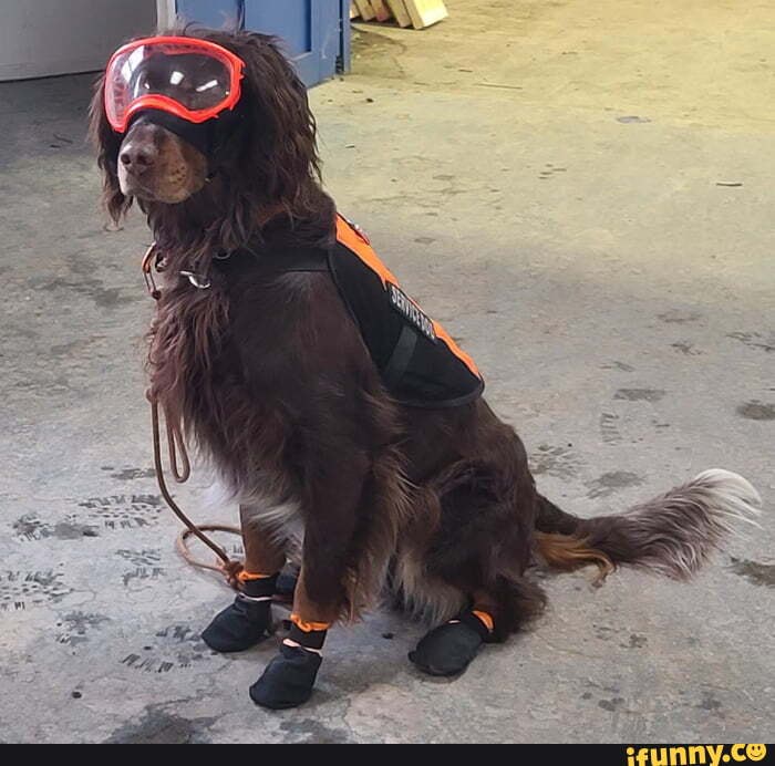 Irish_setter memes. Best Collection of funny Irish_setter pictures on ...