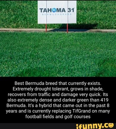 Best Bermuda breed that currently exists. Extremely drought tolerant ...