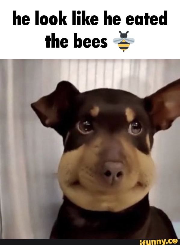 He look like he eated the bees - iFunny