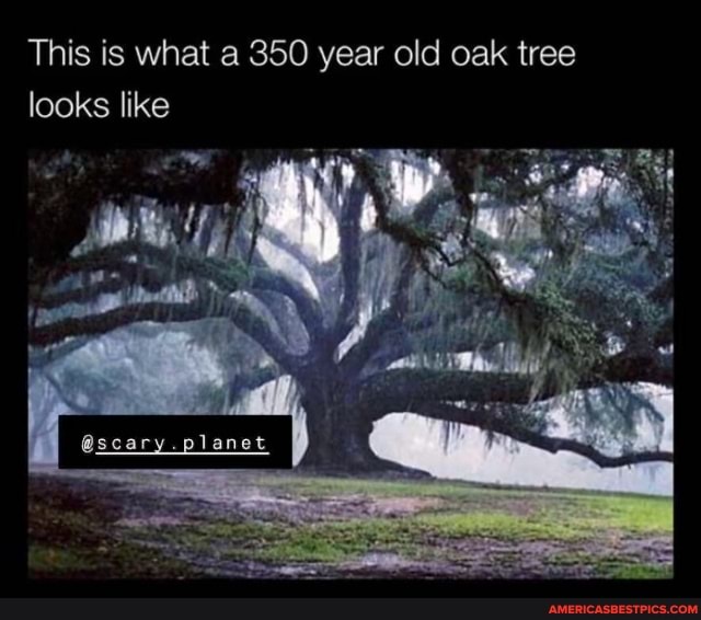 This is what a 350 year old oak tree looks like @scary. planet ...
