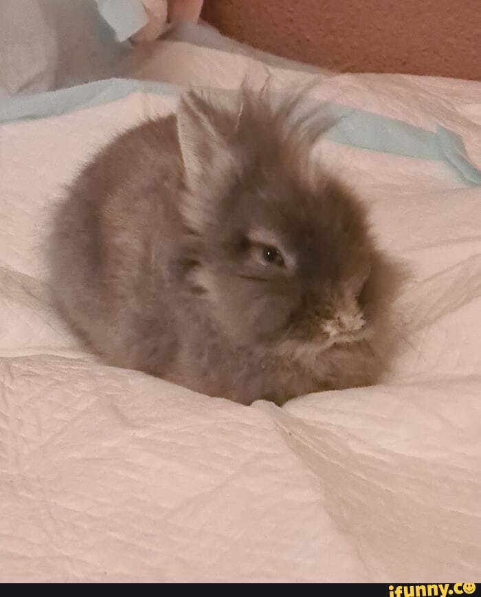 Angora_rabbit memes. Best Collection of funny Angora_rabbit pictures on ...