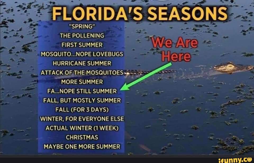 Lovebugs memes. Best Collection of funny Lovebugs pictures on iFunny