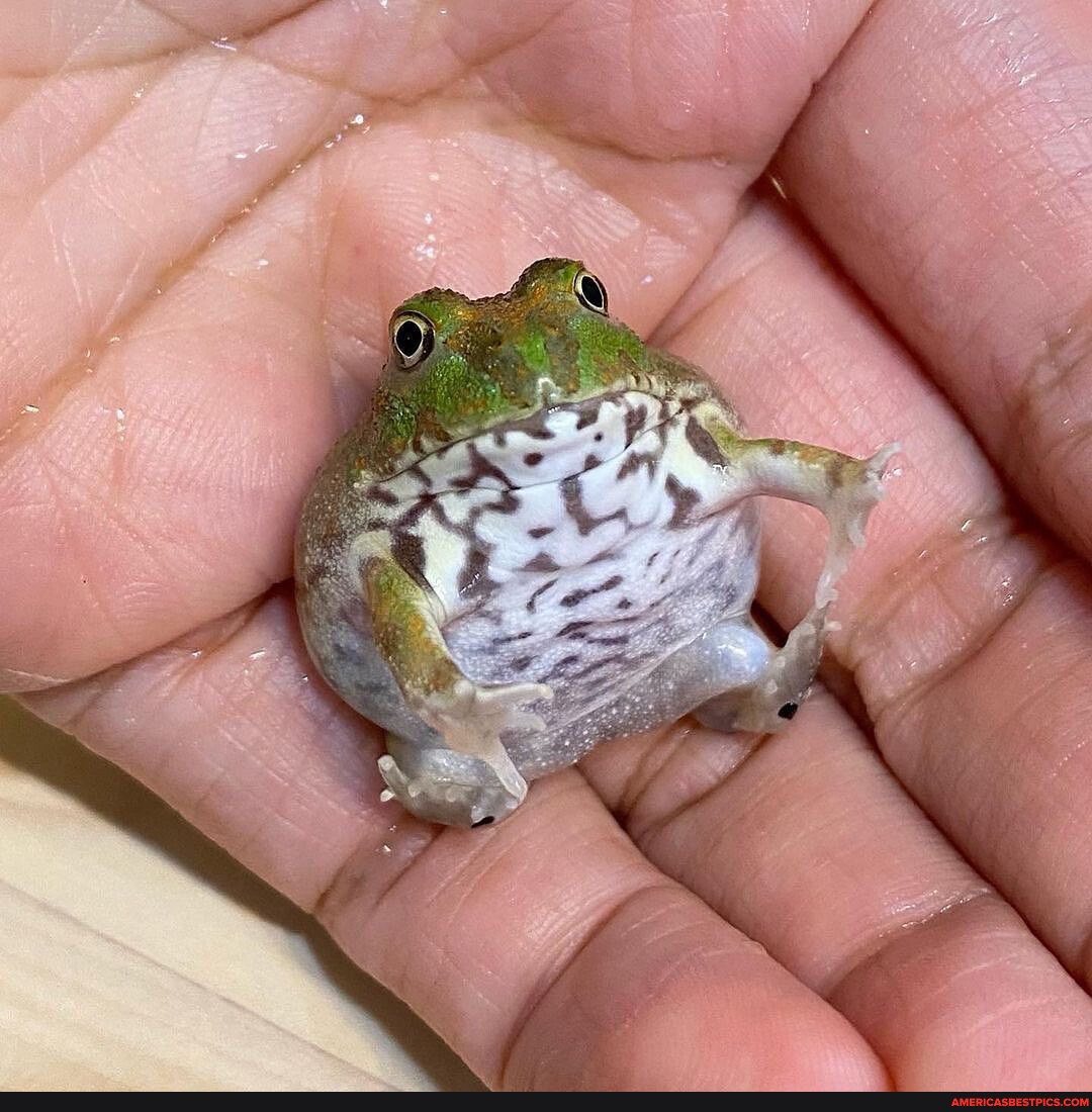 10 frogs that will make your day better! Which one is the cutest from ...