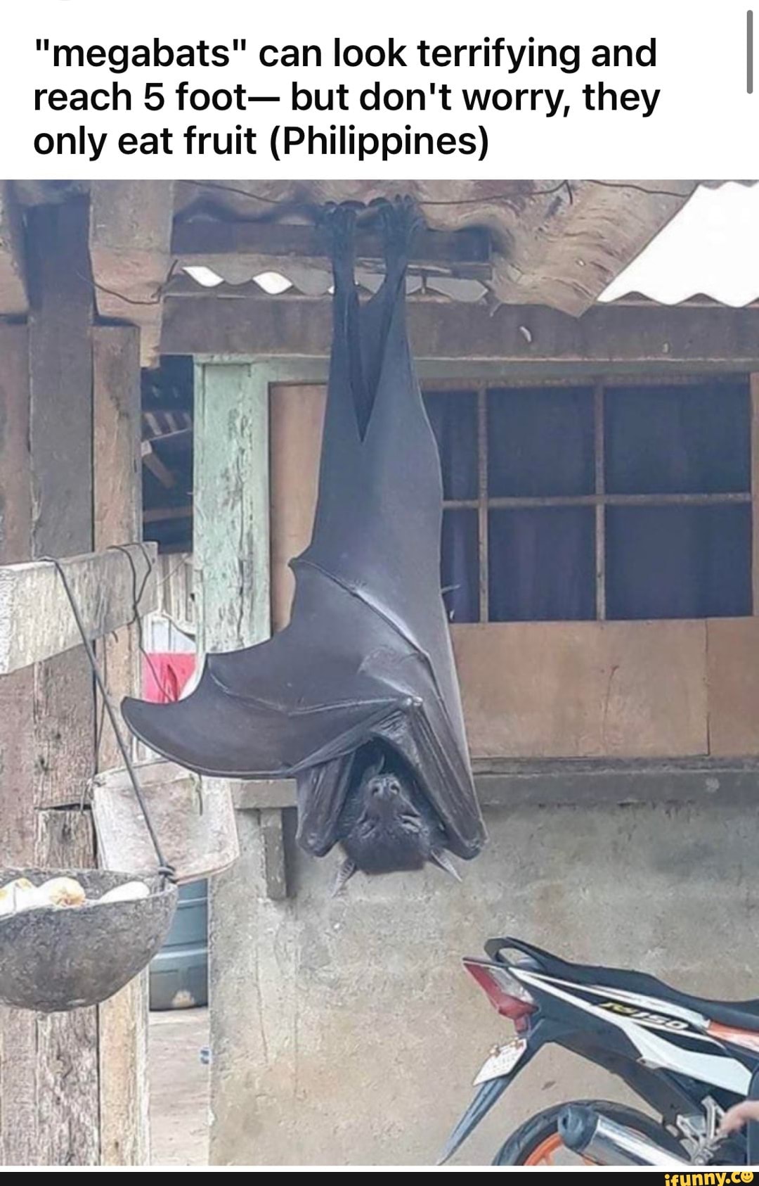 "megabats" can look terrifying and reach 5 foot- but don't worry, they ...