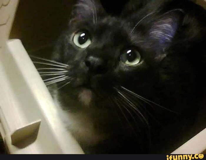 Buster_the_cat memes. Best Collection of funny Buster_the_cat pictures ...
