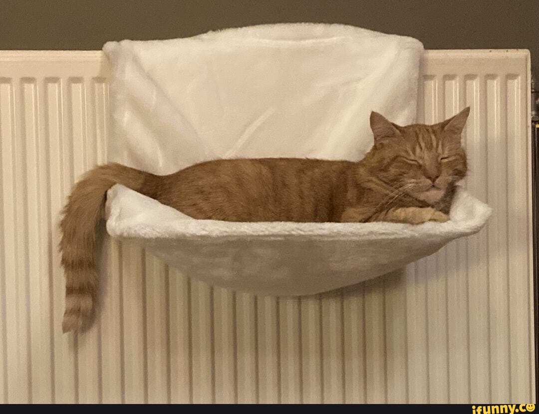 Hamac memes. Best Collection of funny Hamac pictures on iFunny