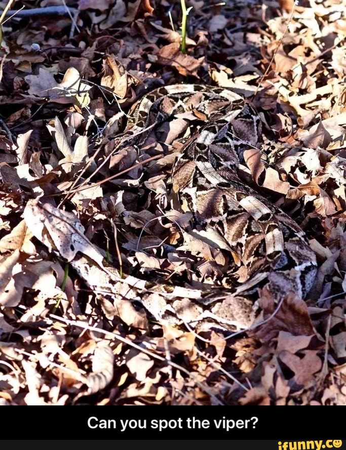 Can you spot the viper? - Can you spot the viper? - iFunny