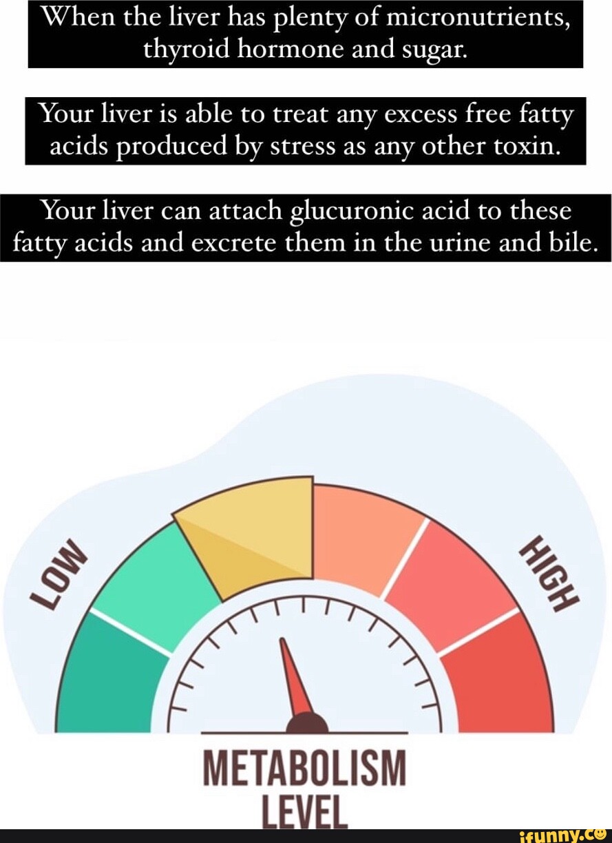 When the liver has plenty of micronutrients, thyroid hormone and sugar ...