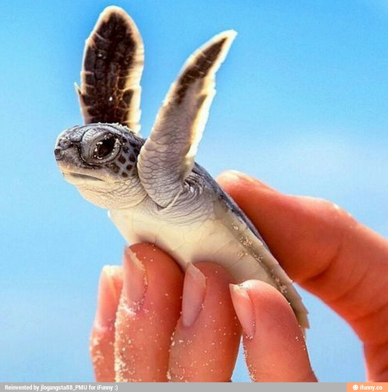 Tertl memes. Best Collection of funny Tertl pictures on iFunny