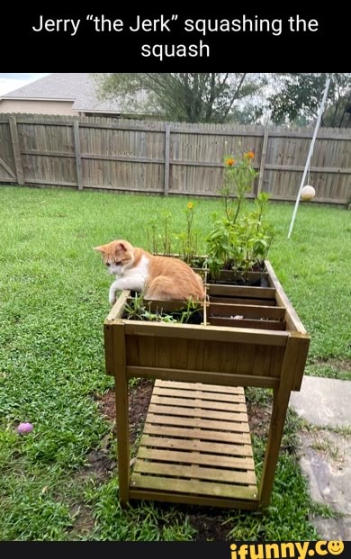 Squashing memes. Best Collection of funny Squashing pictures on iFunny