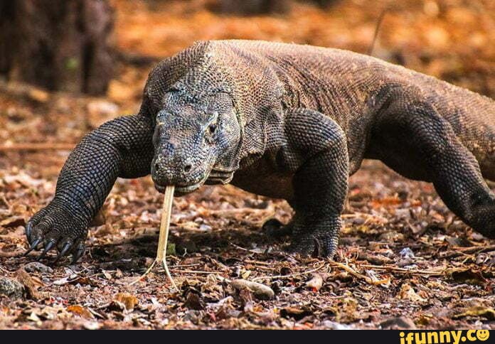 Komodo_dragon memes. Best Collection of funny Komodo_dragon pictures on ...