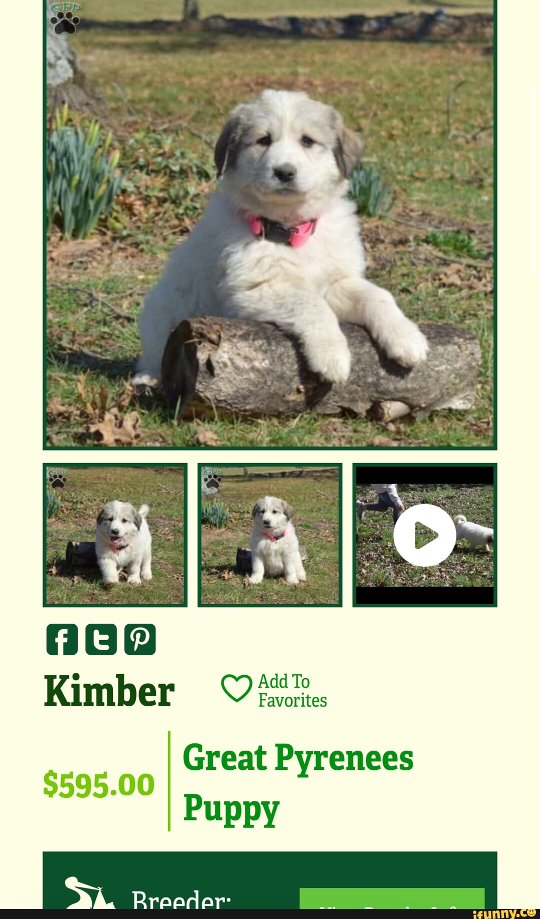 Pyrenees memes. Best Collection of funny Pyrenees pictures on iFunny