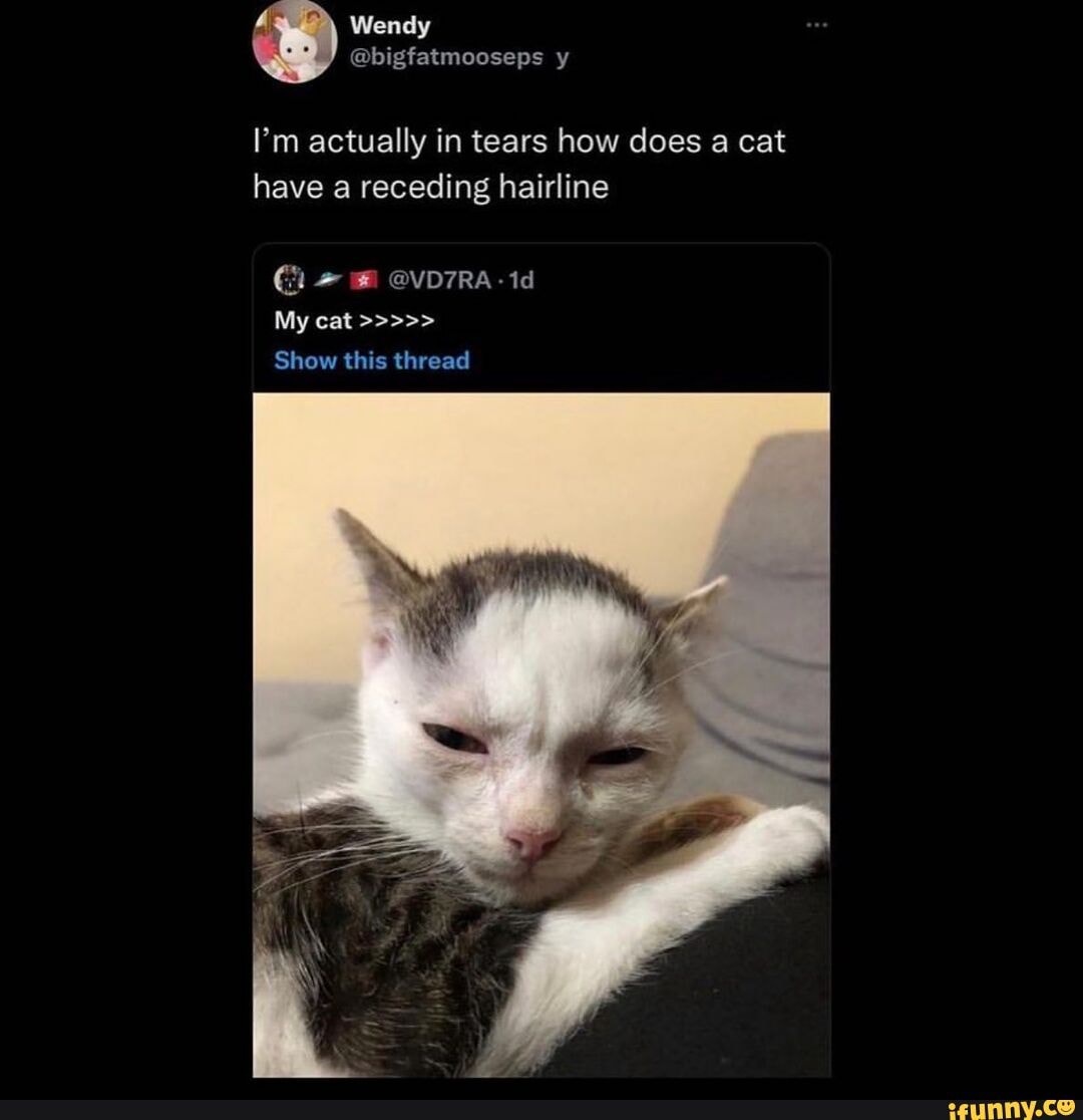 Receding Hairline Cat Meme - Infoupdate.org