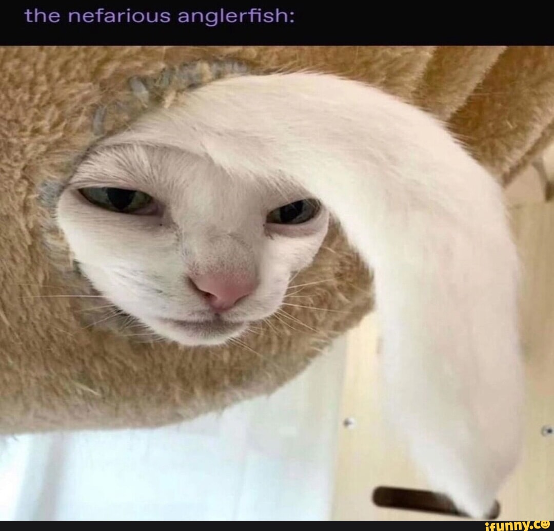 The nefarious anglerfish: - iFunny