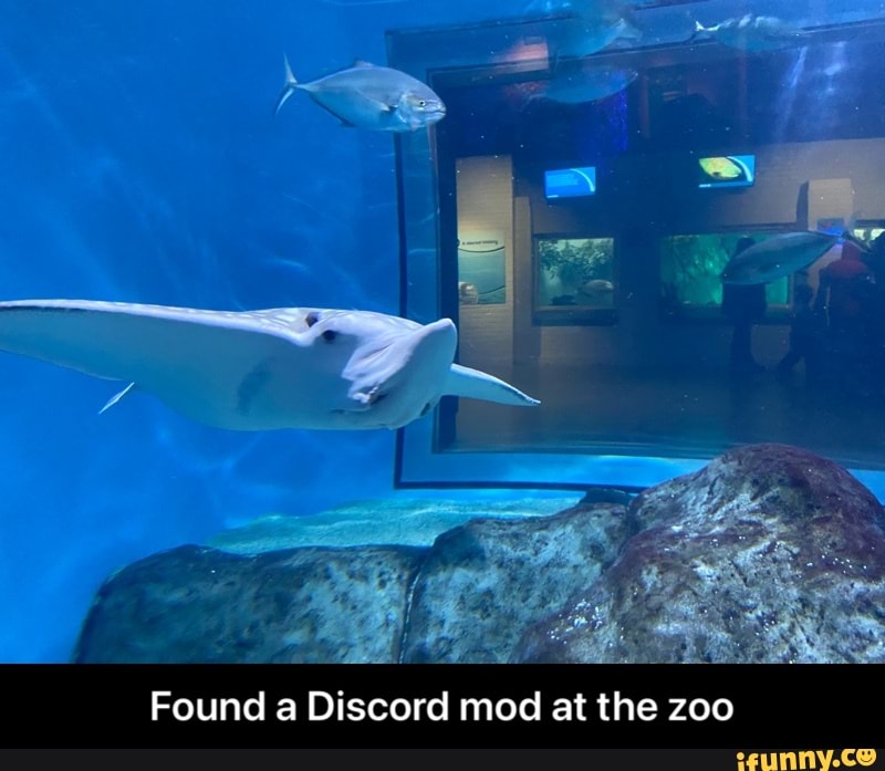 (bx: Found a Discord mod at the zoo - Found a Discord mod at the zoo ...