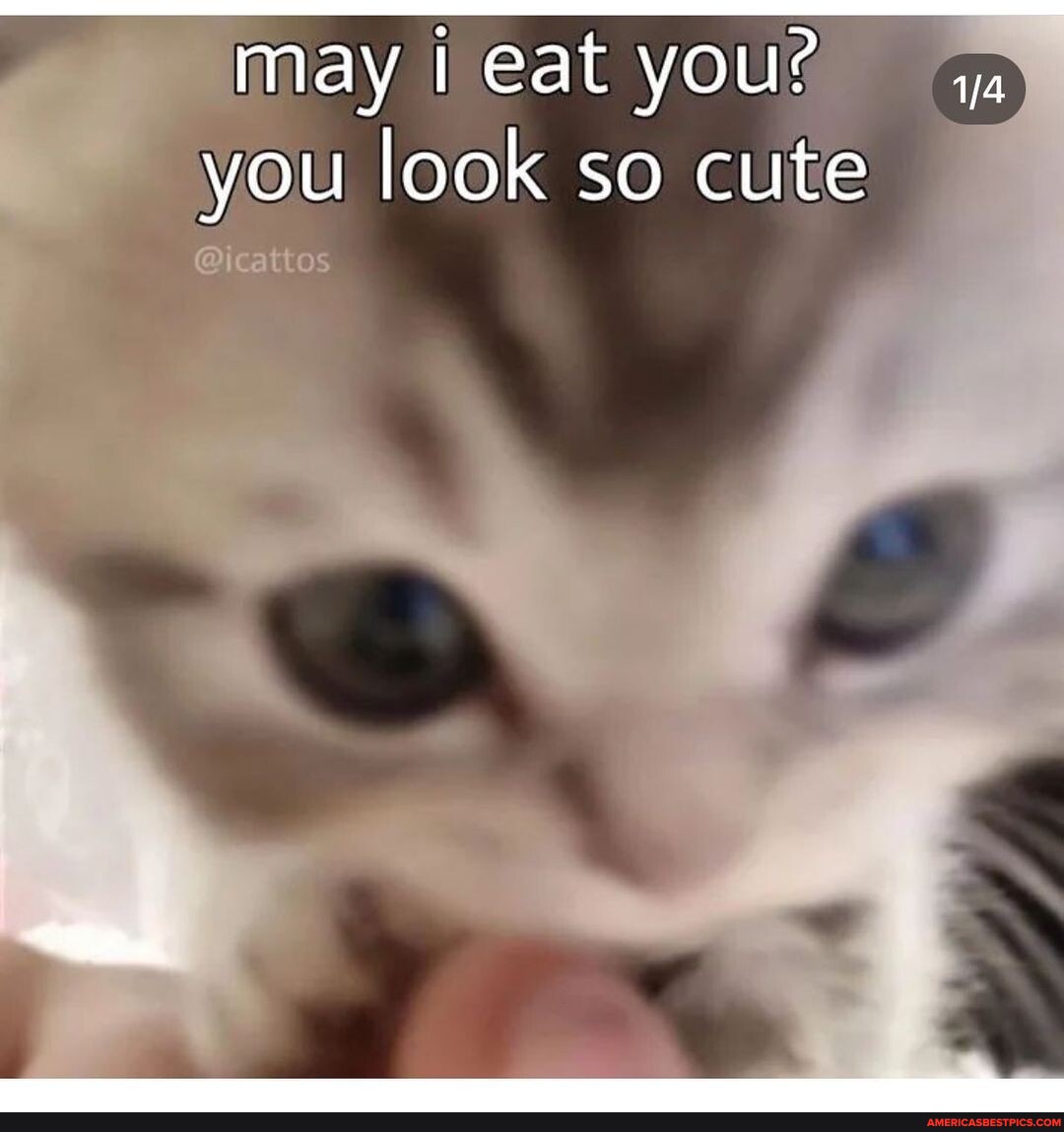 N/A - may eat you? you look so cute - America’s best pics and videos